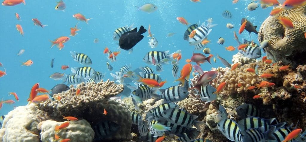 Aquarium Water Chemistry Guide – pH, KH, GH & TDS Explained