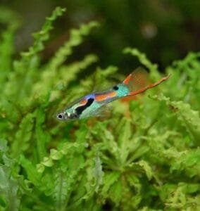 The Ultimate Algae Eater Library – 20+ Species to Keep Aquariums Clean