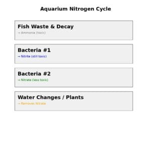 Aquarium Nitrogen Cycle – Complete Beginner’s Guide (Safe Cycling Tips)